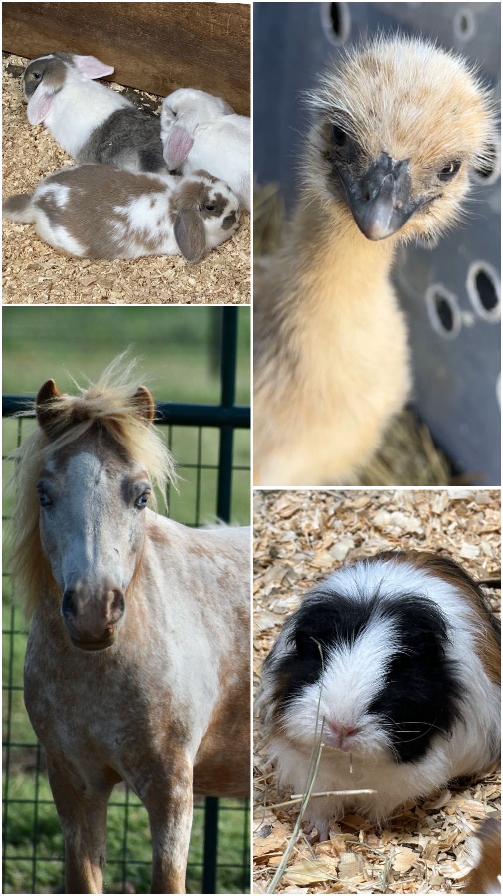 Welcome to Fallen Timbers Farm